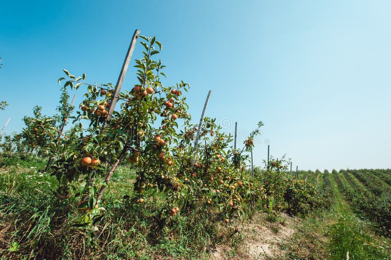 Summer Harvest of Apples. Young Apple Orchard, Rows of Trees Stock ...
