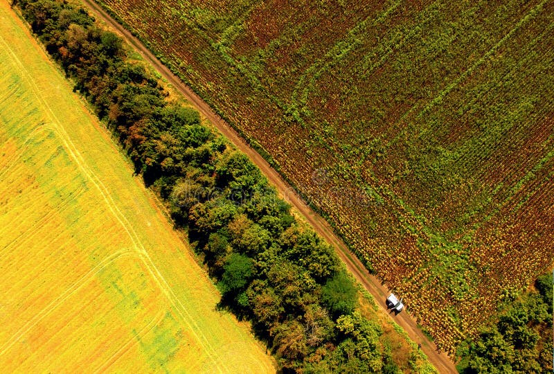 Summer Harwesting Sunflower Farm Field Ukraine Stock Image - Image of ...