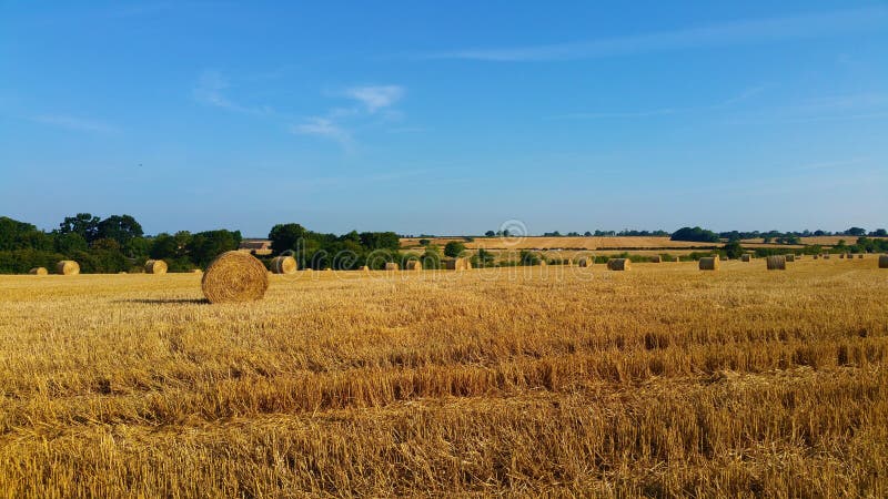 Summer Hay Fields stock photo. Image of sunshine, field - 80015334