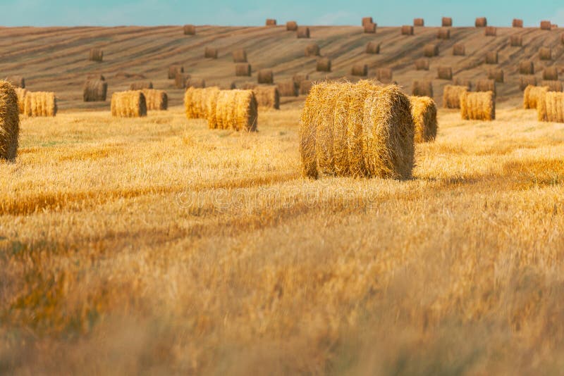 Summer Hay Rolls Straw Field Landscape. Haystack, Hay Roll Stock Photo ...