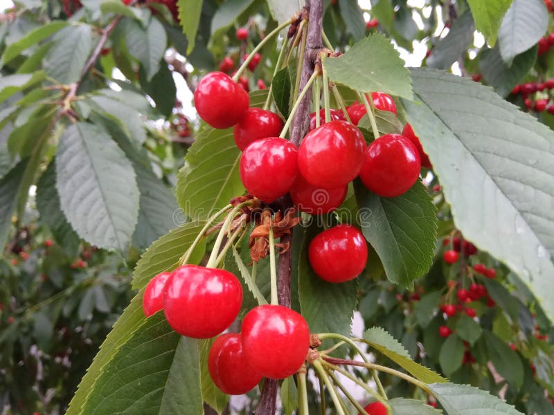 Summer is here stock photo. Image of ukraine, summer - 118218840