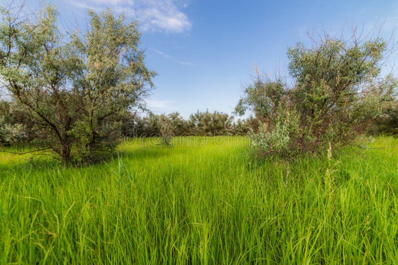 Summer High Grass Scene. Grassland Nature in Summer Stock Photo - Image ...