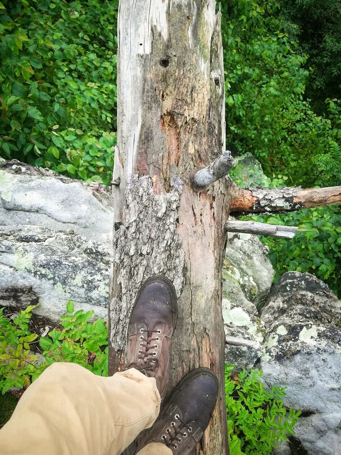 Summer Hike - Walking on a Log Stock Image - Image of nature, tall ...