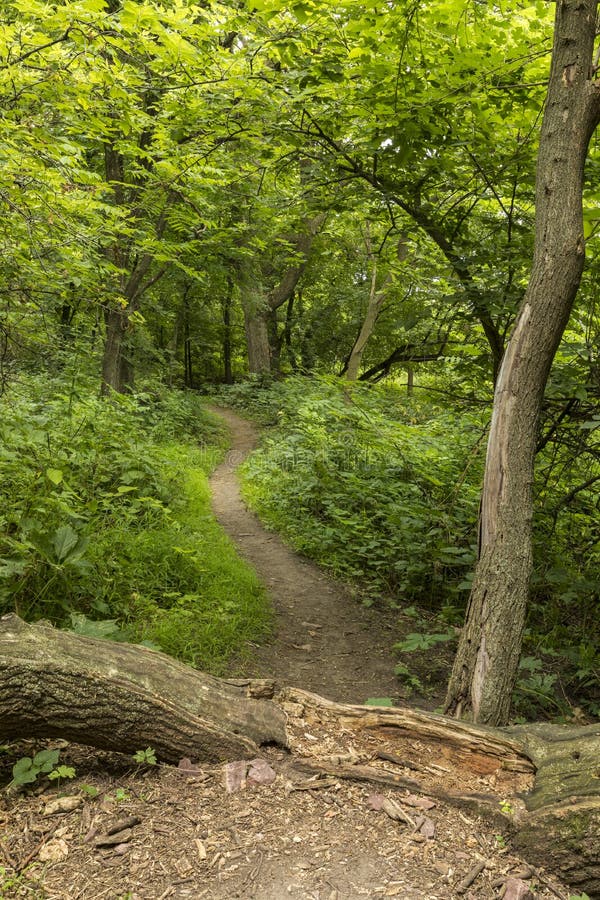 Summer Hiking Trail stock image. Image of minnesota, blue - 97868645