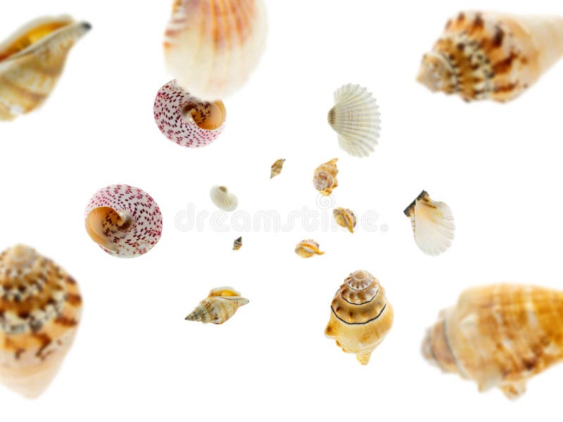 Shell Sea Falling on White. Hello Summer Tropical Background. Stock ...