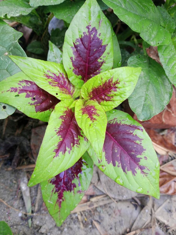Summer Hot Red and Green Combination Tree Stock Photo - Image of tree ...