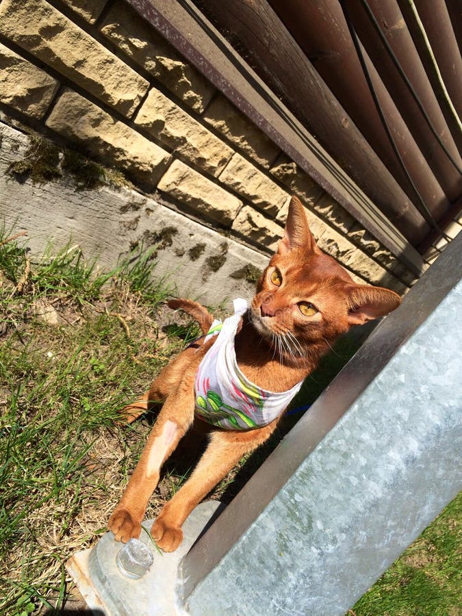 Cat Red Abyssinian Summer Grass Stock Photo - Image of weather, grass ...