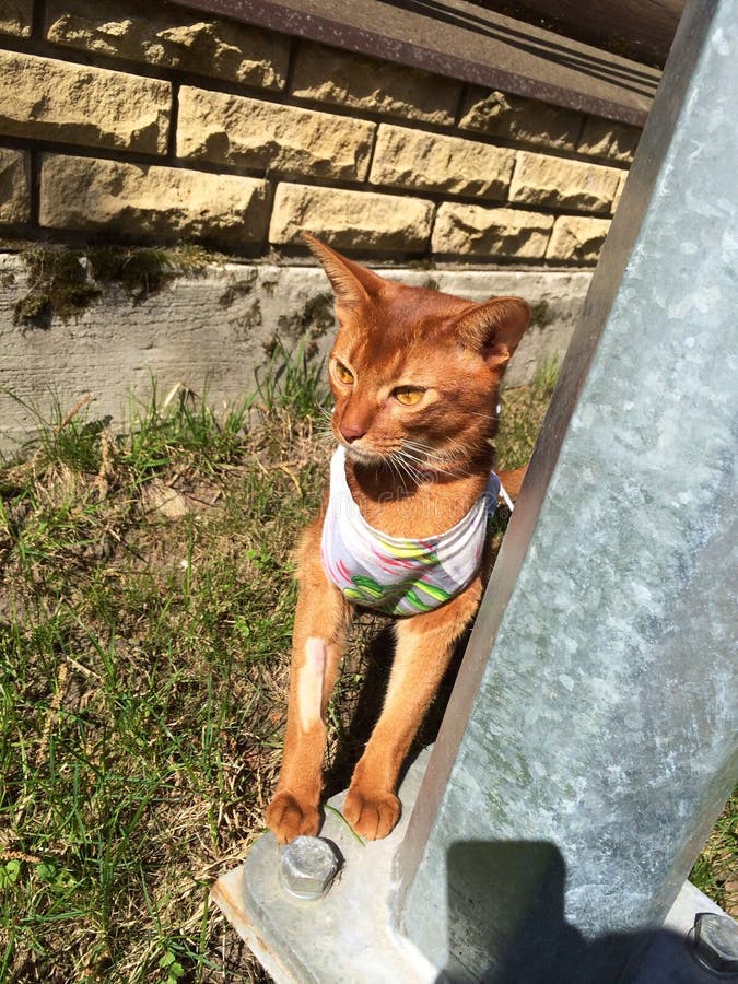 Cat Red Abyssinian Summer Grass Stock Photo - Image of weather, summer ...