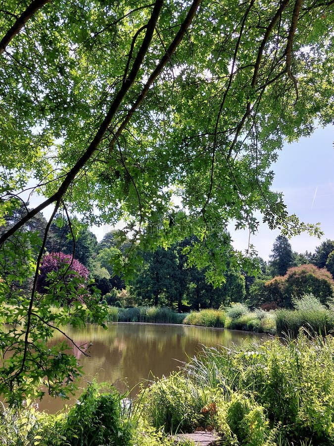 Summer Idyll at a Lake with Green Leaves Stock Photo - Image of garden ...