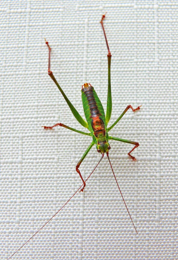 Summer insect stock photo. Image of textures, crawl, nature - 7916064