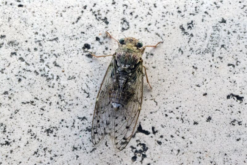 Summer Insect Macro Photography with the Charming and Singing Summer ...