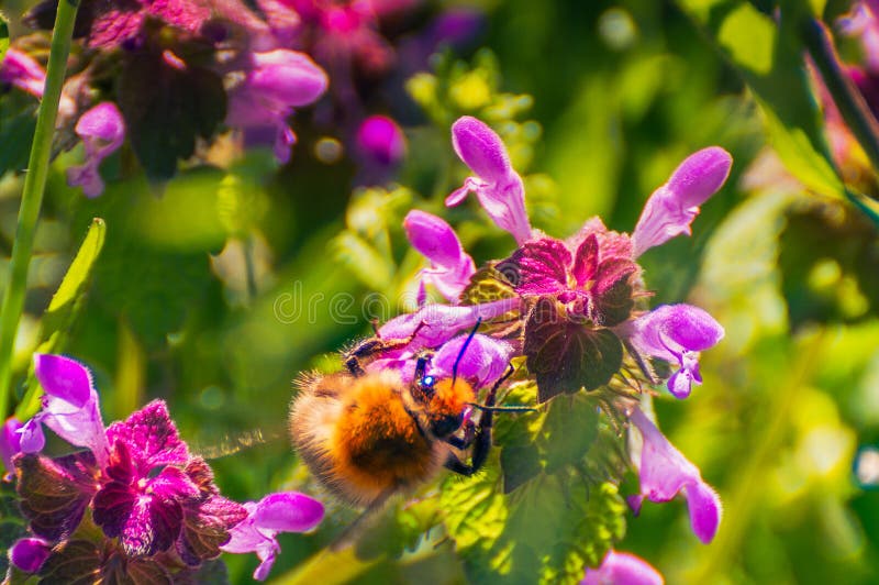 Summer insects stock photo. Image of isolated, nature - 125827920