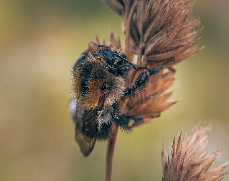 Summer insects stock image. Image of isolated, closeup - 194330659