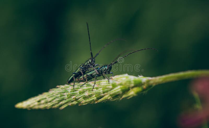 Summer insects stock image. Image of nature, spring - 194331695