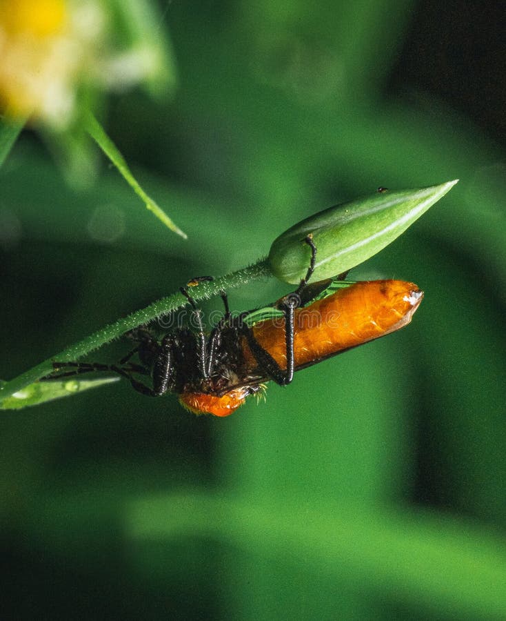 Summer insects stock image. Image of isolated, insect - 234958365