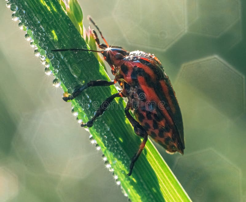 Summer insects stock photo. Image of closeup, isolated - 234958426