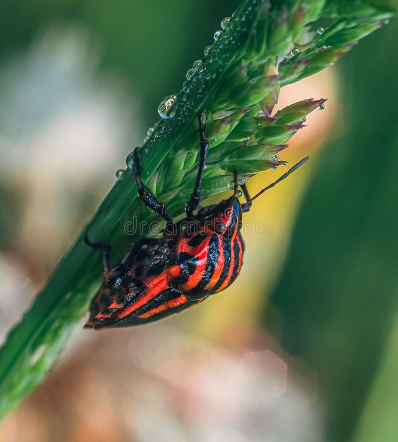 Summer insects stock photo. Image of spider, nature - 234958436