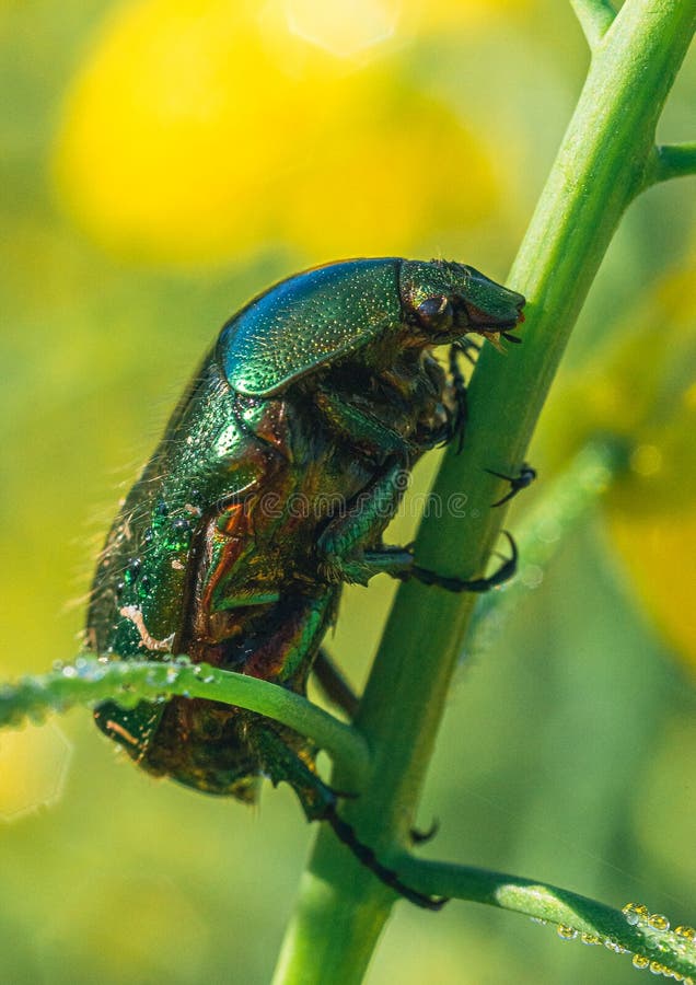Summer insects stock photo. Image of spring, closeup - 234958454