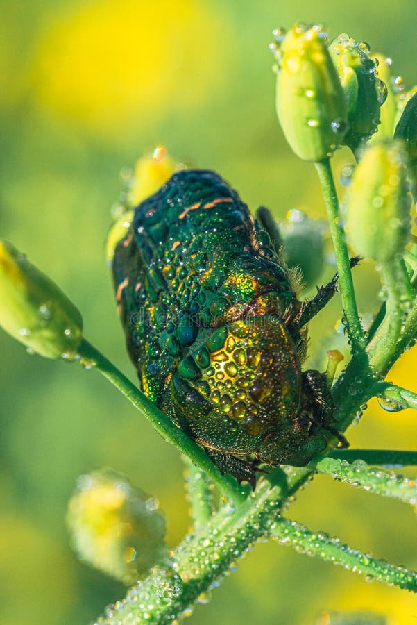 Summer insects stock photo. Image of nature, insect - 234958458