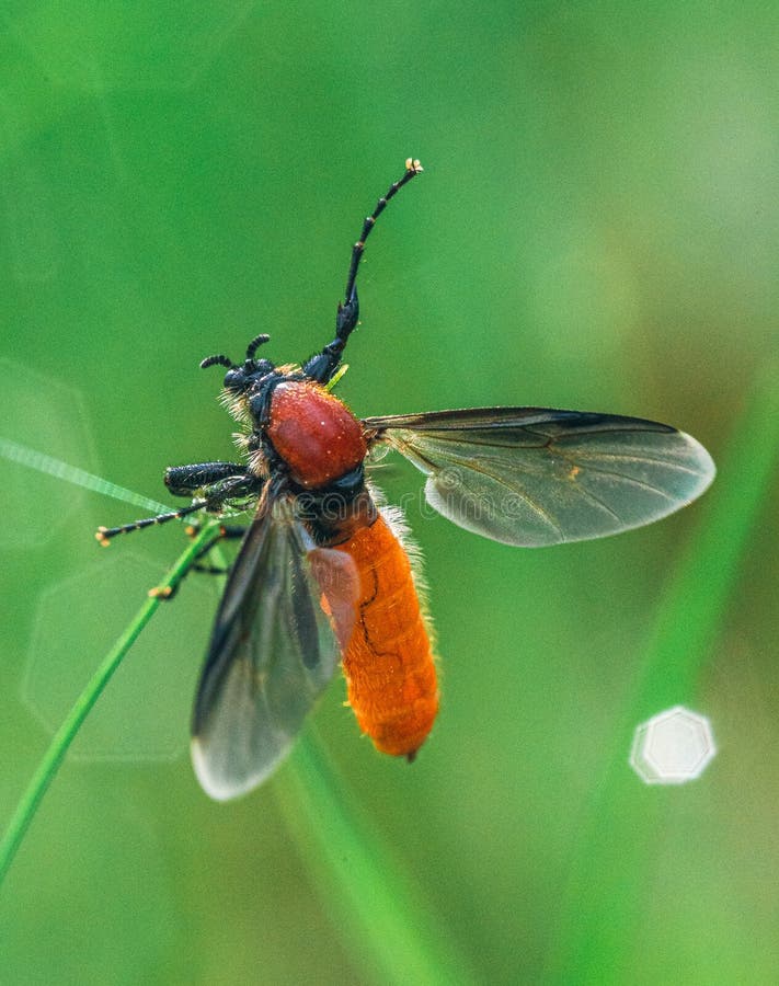 Summer insects stock image. Image of closeup, insect - 234958505