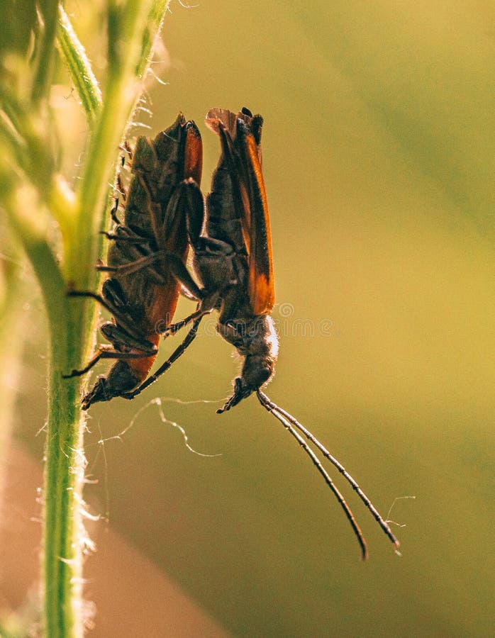 Summer insects stock photo. Image of insect, macro, closeup - 234958662