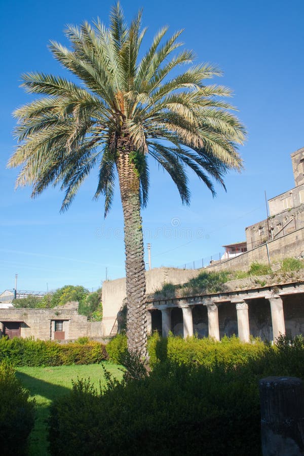 Summer in Italy-Palm in Ercolano Ruins Stock Photo - Image of palm ...