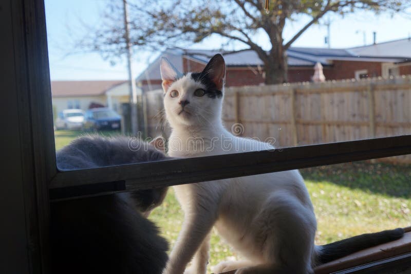 Summer Kitty Duo stock photo. Image of warmth, sill, summer - 83857298