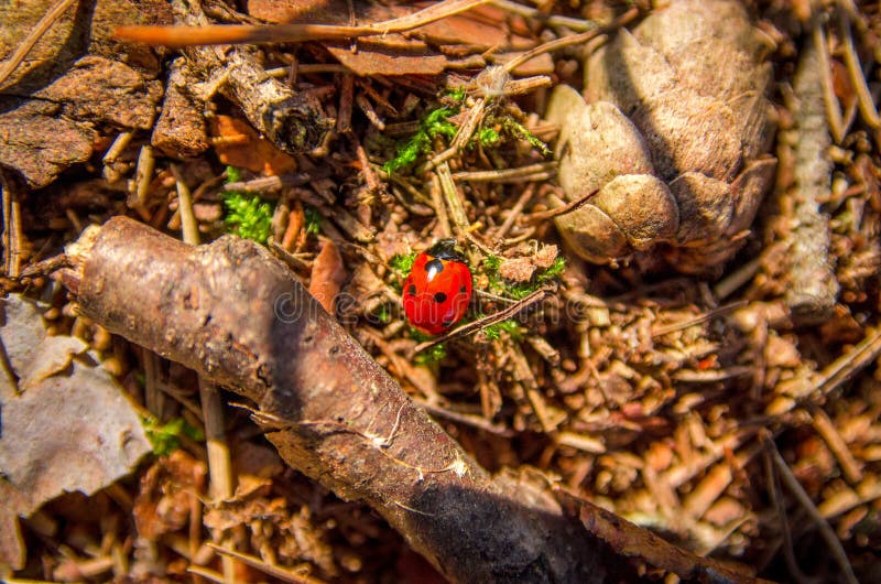 Ladybug stock image. Image of season, bright, plant - 105607535