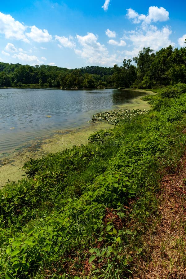 Summer Lake Algae Day stock image. Image of grass, bushes - 192606997
