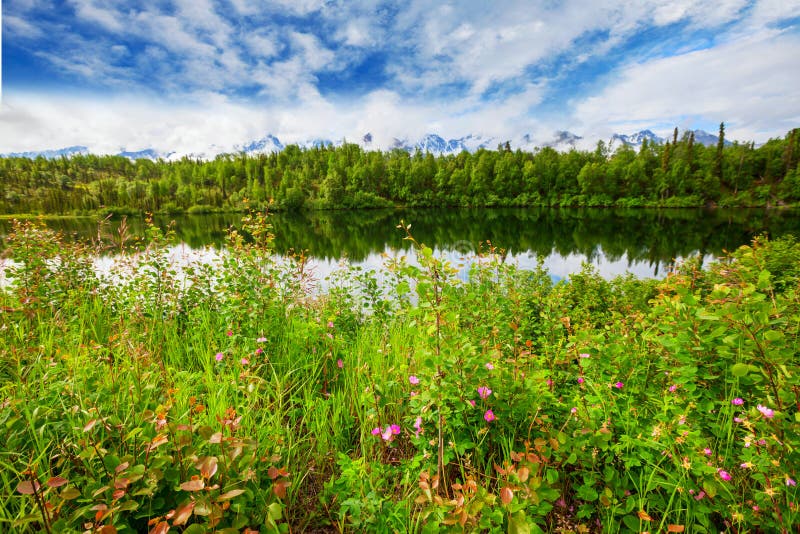 Summer lake stock photo. Image of botanical, nature - 210096206