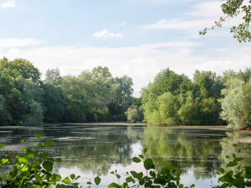 Side View of Famous Old Knobbley Old Oak Tree in Forest in Mistley ...