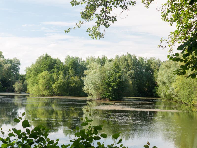 Side View of Famous Old Knobbley Old Oak Tree in Forest in Mistley ...