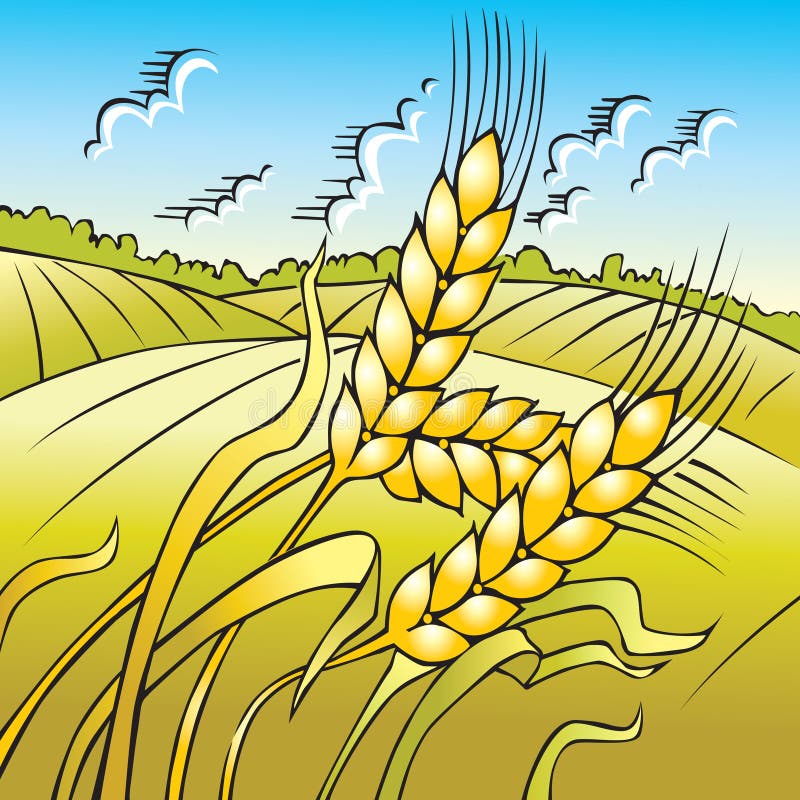 Wheat Bushel stock vector. Illustration of bunch, oval - 20367336