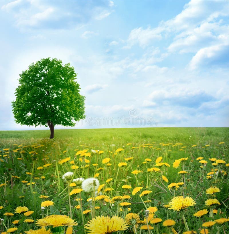 Five trees stock photo. Image of flower, hilly, park - 17028478