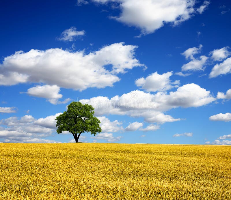 Summer landscape stock image. Image of fresh, landscape - 20384997