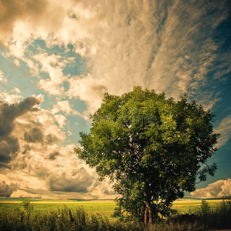 Summer landscape stock image. Image of cloudy, meadow - 20500991