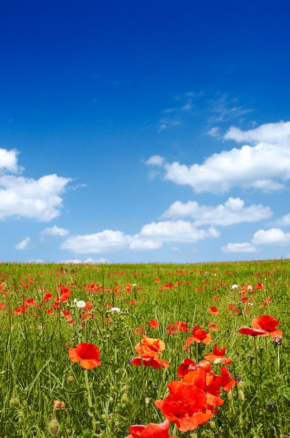 Summer Landscape stock photo. Image of beautiful, horizon - 2534552