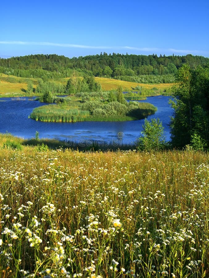 Summer landscape stock photo. Image of nature, place, daisy - 683258