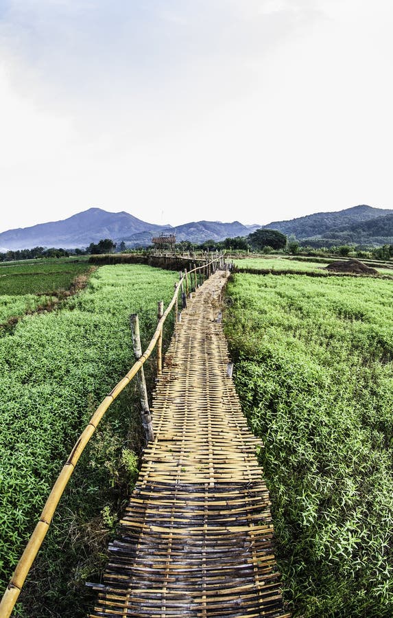 Summer Landscape Bamboo Walkway Field and Clouds Stock Photo - Image of ...