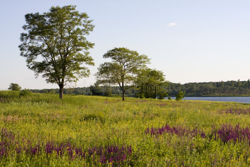 Summer landscape stock image. Image of spaces, open, horizontal - 33370307