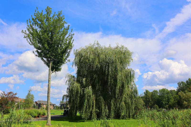 Summer Landscape Bromont Eastern Township Stock Photo - Image of flora ...