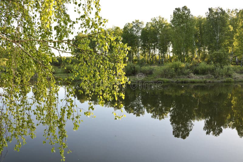 Summer Landscape - Calm Flat River among Fields and Birch Groves in ...