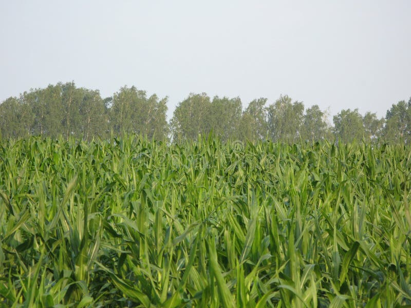 Corn Belt Stock Photos - Download 344 Royalty Free Photos