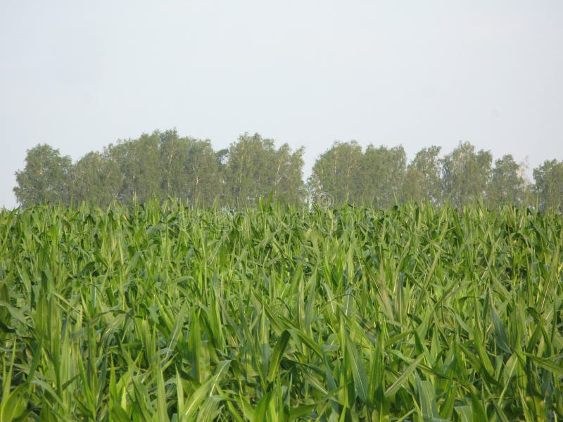 Corn Belt Stock Photos - Download 344 Royalty Free Photos