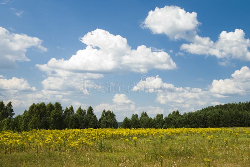 Summer Landscape with Clouds Stock Image - Image of plant, trees: 21133561