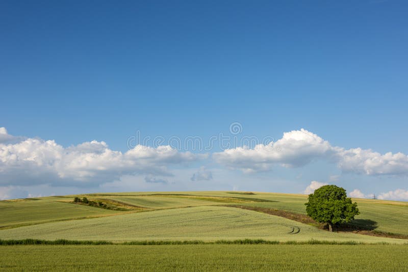 Lonely Tree in the Idyllic Field with Clouds. Stock Photo - Image of ...