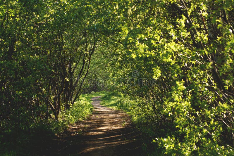 Landscape of Corridor of Trees Stock Photo - Image of east, trees: 56886386