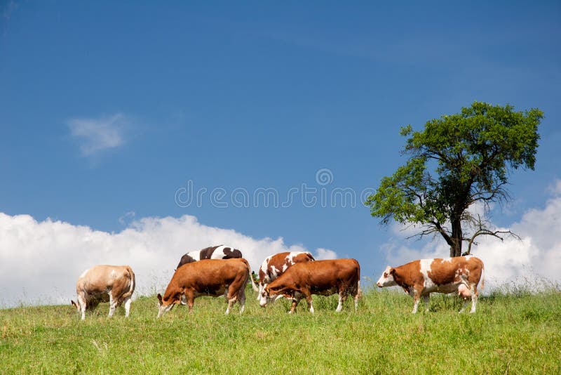 Summer landscape with cows stock image. Image of grassland - 29628087