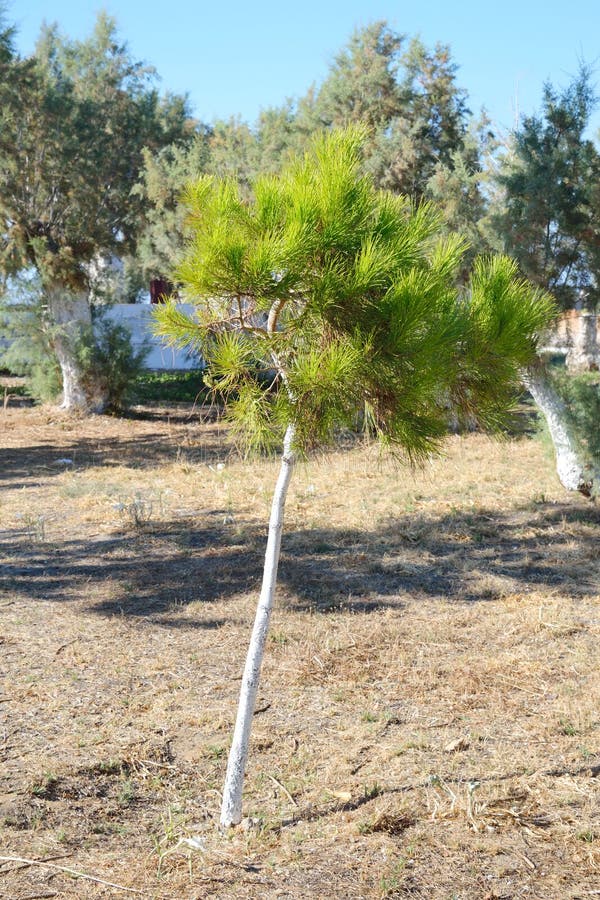 Summer landscape in Crete. stock photo. Image of outdoors - 66789692