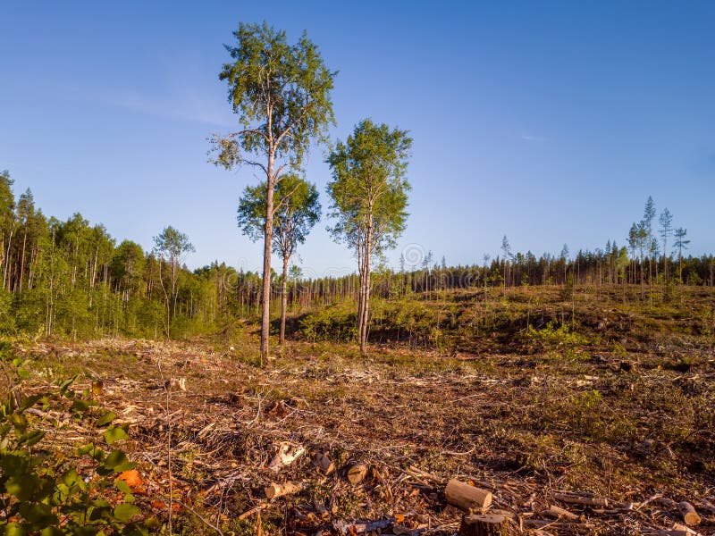Summer Landscape with Deforestation. Environmental Problems in ...